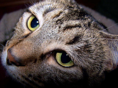 Macro Monday: Three Cats Closeup | Happy Acres Blog