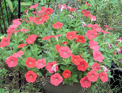 Do the Wave | Happy Acres Blog