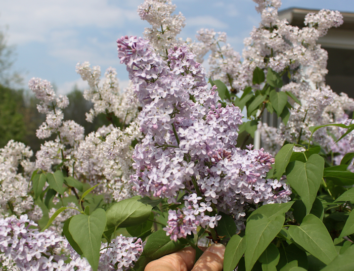 oldfashionedlilac | Happy Acres Blog