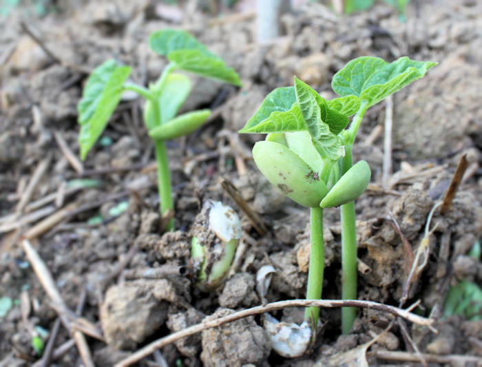 bean emerging from soil (click on any image to enlarge) | Happy Acres Blog