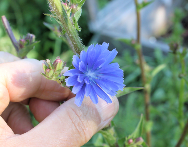 endiveflower | Happy Acres Blog