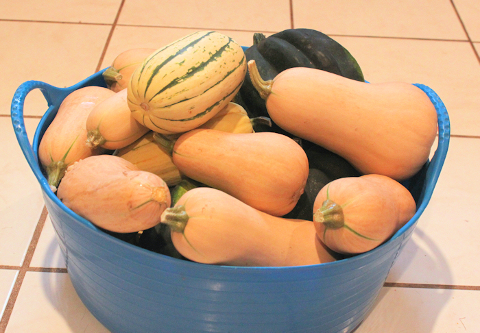 Squashed, Again | Happy Acres Blog