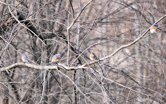 Baby Bluebirds in August | Happy Acres Blog