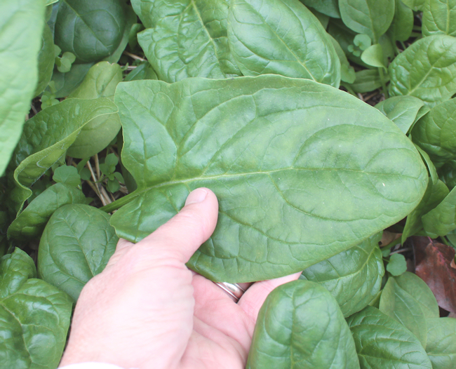 Saturday Spotlight: Giant Winter Spinach | Happy Acres Blog