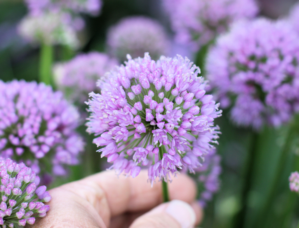 alliummillenium | Happy Acres Blog