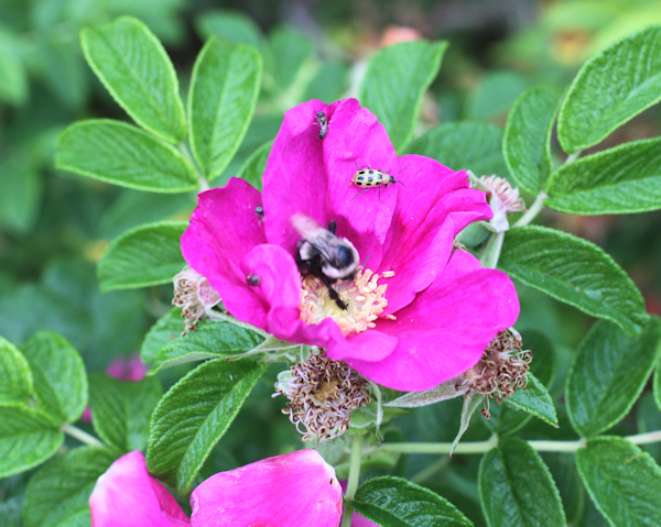 jubileerugosa | Happy Acres Blog