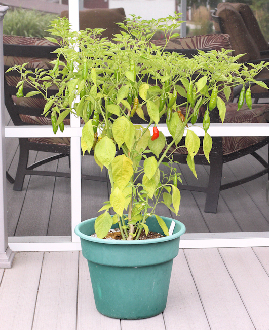 ajiangelocontainer | Happy Acres Blog