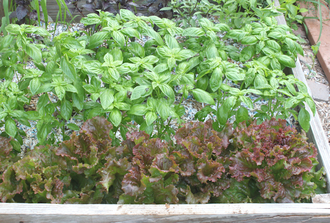 Saturday Spotlight: Red Sails Lettuce | Happy Acres Blog