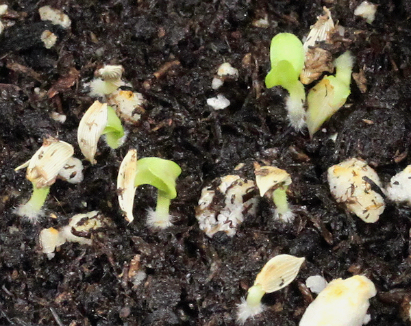 lettuceseedssprouting | Happy Acres Blog