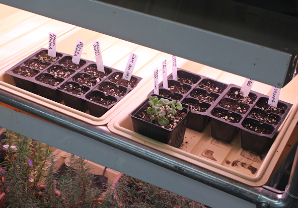 Seed Starting Setup | Happy Acres Blog