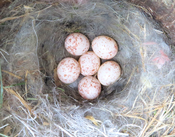 Nesting Chickadees | Happy Acres Blog