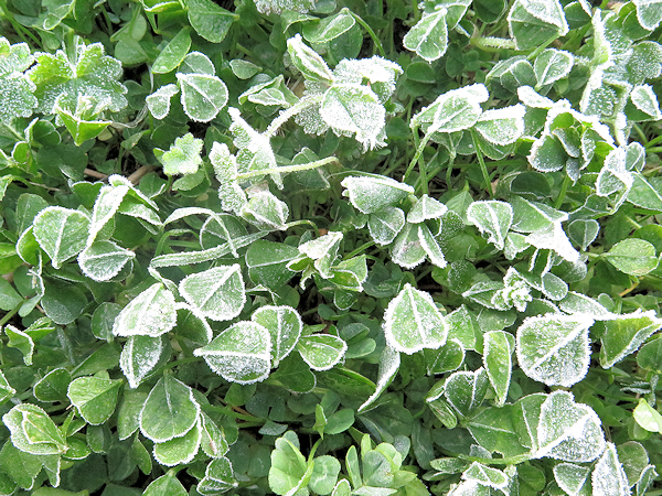 frostyclover | Happy Acres Blog