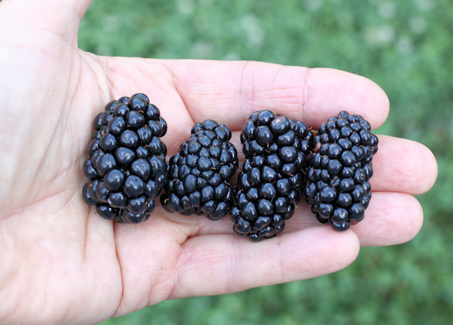 In The Berry Patch | Happy Acres Blog