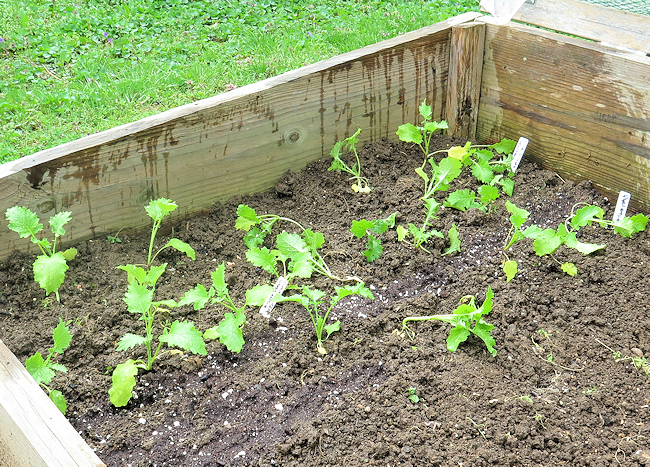 Planting Brassicas, Round One | Happy Acres Blog