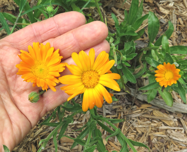 calendulaaug15 | Happy Acres Blog