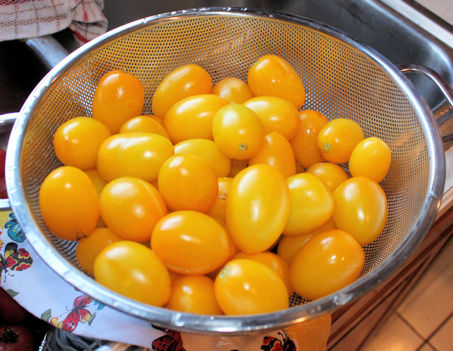 Saturday Spotlight: Golden Rave Tomato | Happy Acres Blog