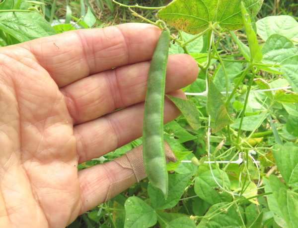 Tepary Bean Update | Happy Acres Blog