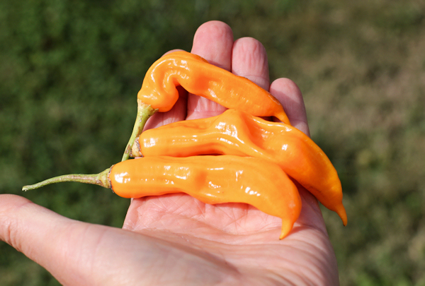 ajigoldenoct15 | Happy Acres Blog