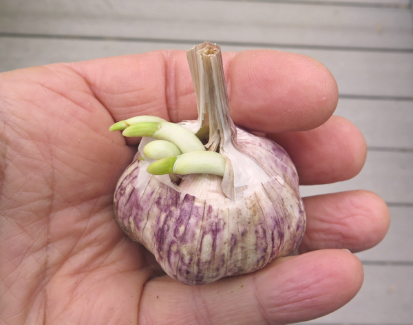 maiskijsprouting | Happy Acres Blog