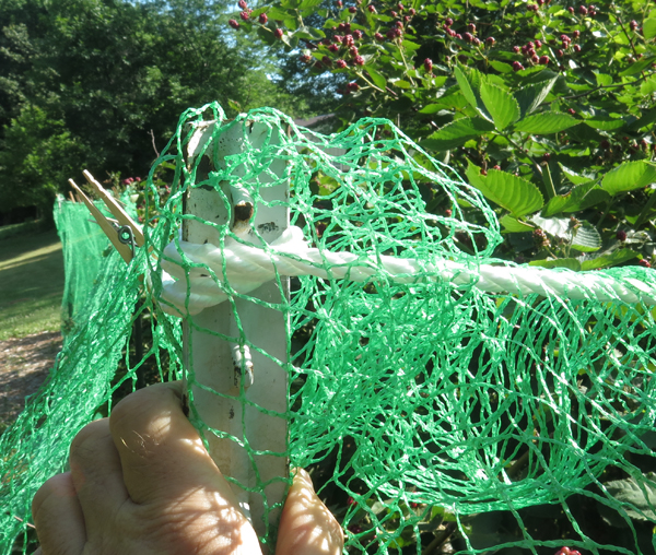 berrynettingtoprope | Happy Acres Blog