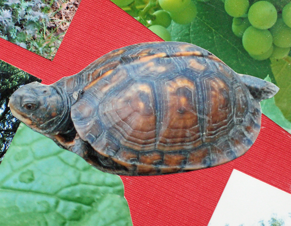 timmyturtle2007 | Happy Acres Blog