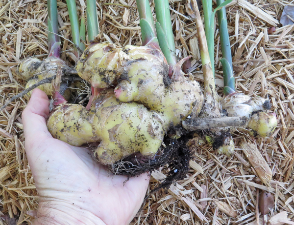 gingercloseup | Happy Acres Blog