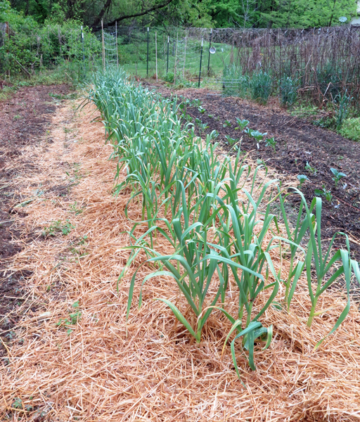 In the Garlic Patch | Happy Acres Blog