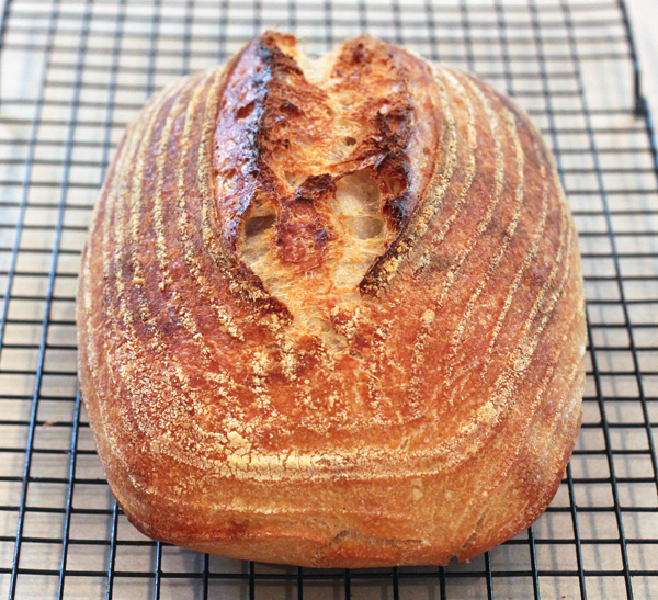 griffin | Happy Acres Blog