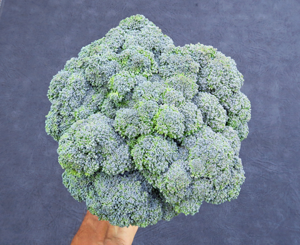 gypsybroccolijun17 | Happy Acres Blog