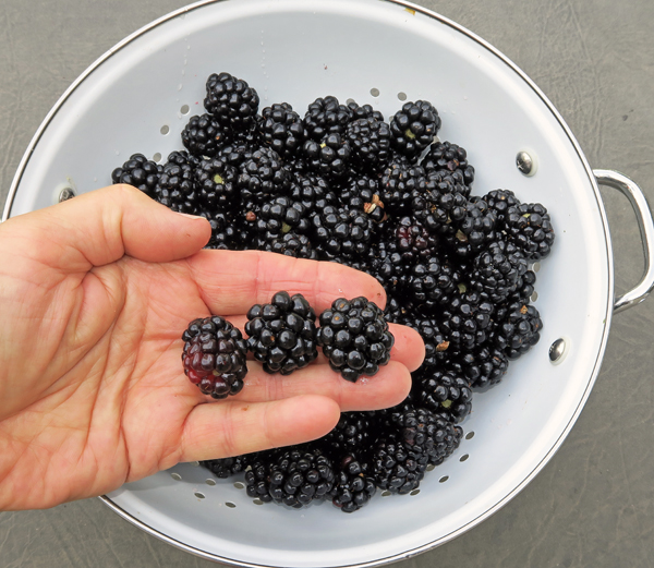 apacheblackberriesjul17 | Happy Acres Blog