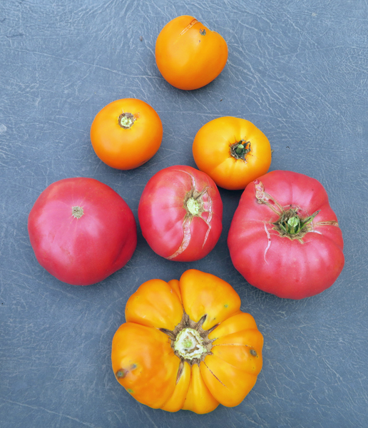 chefschoicetomatoesaug17 | Happy Acres Blog