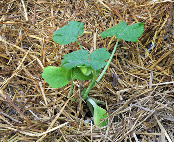 fallzucchiniplant | Happy Acres Blog