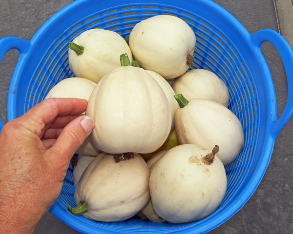 buffysquashaug172 | Happy Acres Blog