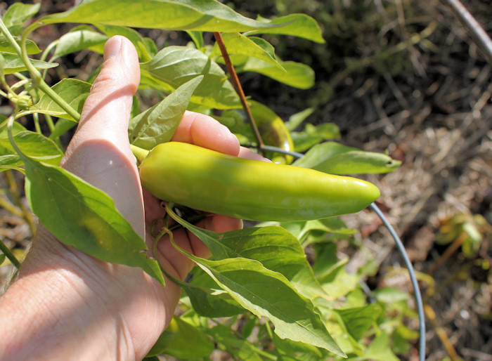 Rogues in the Garden | Happy Acres Blog