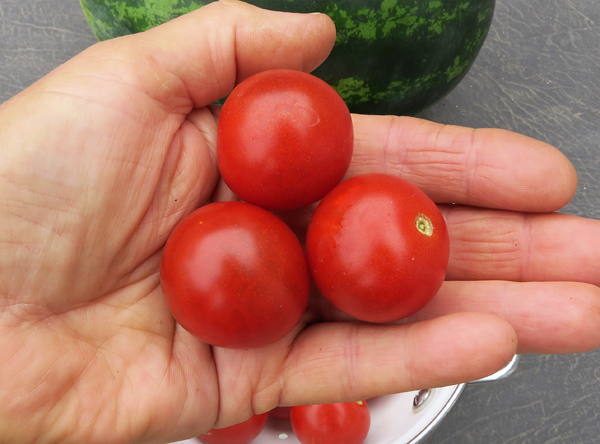 Variety Spotlight: Midnight Snack Tomato | Happy Acres Blog