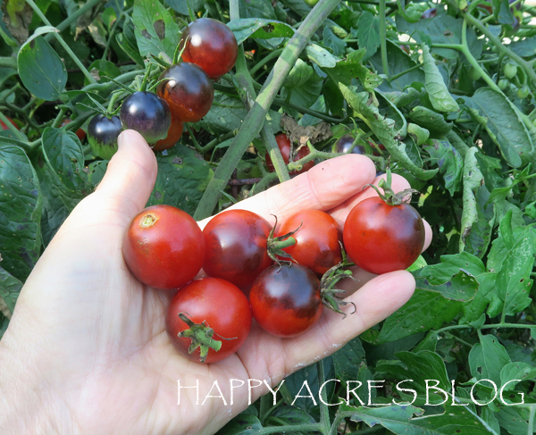 Variety Spotlight: Midnight Snack Tomato | Happy Acres Blog