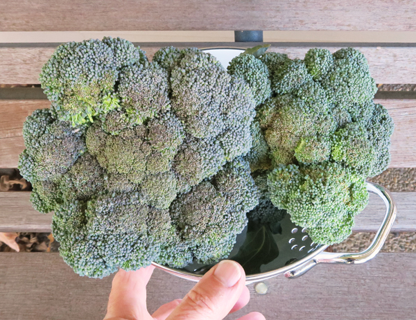 gypsybroccolinov17 | Happy Acres Blog