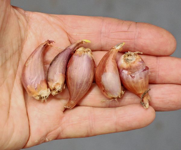 Growing Multiplier Onions | Happy Acres Blog