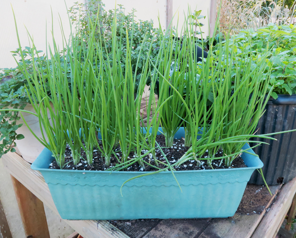Container Grown Onions Growing Onions In Containers Squire's Garden