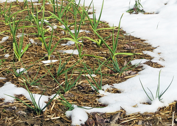 Growing Multiplier Onions | Happy Acres Blog