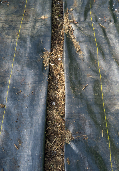 Mulching Experiments | Happy Acres Blog