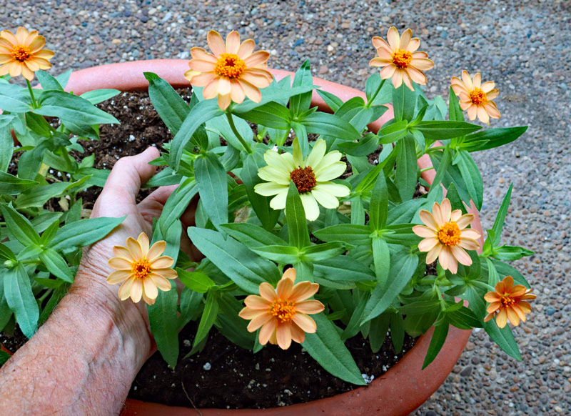 Photo Friday: Late June Blooms | Happy Acres Blog