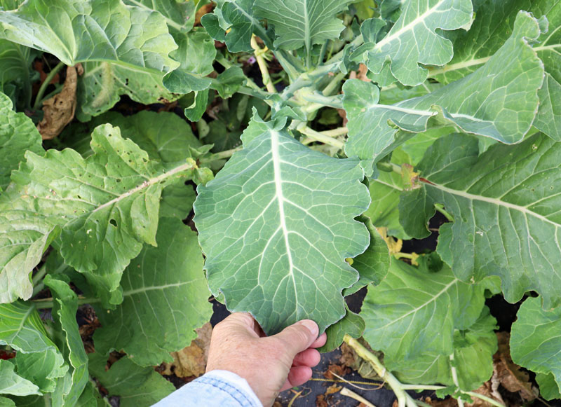 Harvest Monday October 31, 2022 | Happy Acres Blog