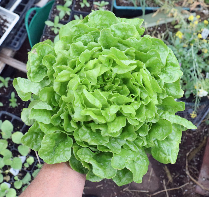 Harvest Monday May 22, 2023 | Happy Acres Blog
