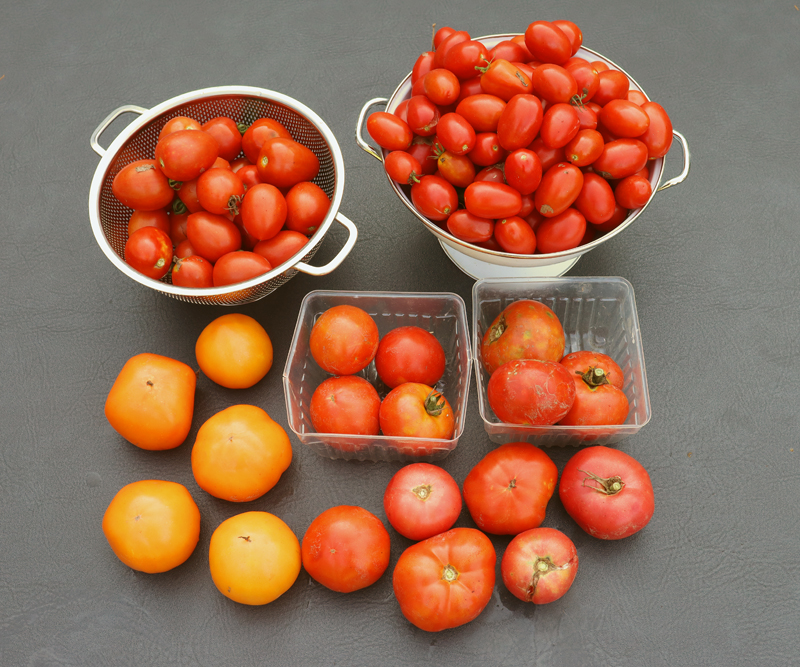 Harvest Monday August 21, 2023 | Happy Acres Blog