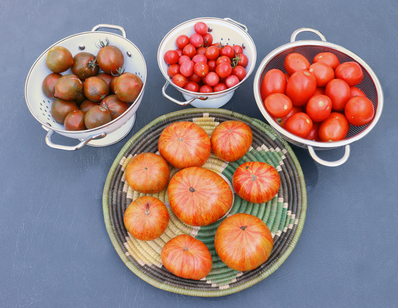 Harvest Monday September 11, 2023 | Happy Acres Blog