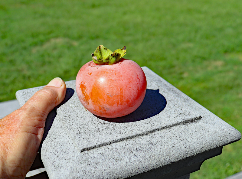 Harvest Monday September 29, 2025 | Happy Acres Blog